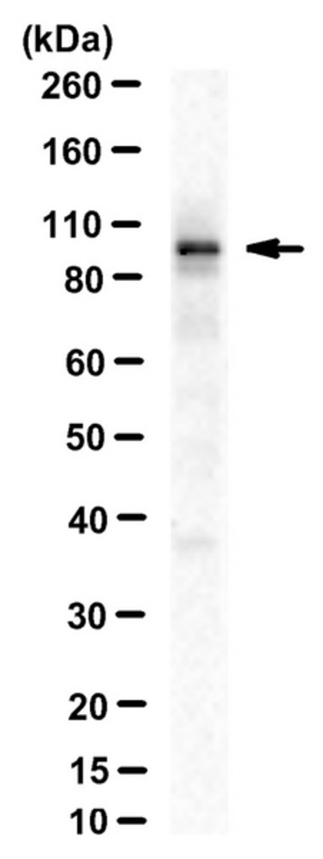 MilliporeSigma CTIP2/BCL11B, Rat, Unlabeled, Clone: 25B6, 100μg ...